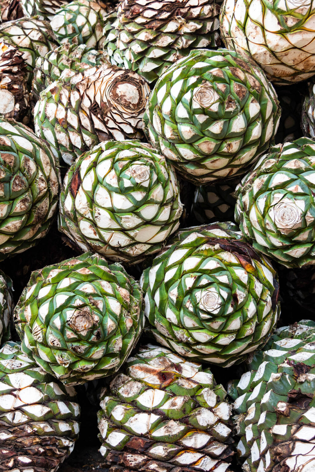 What is Mezcal? Here's Everything You Need to Know | Feast + West