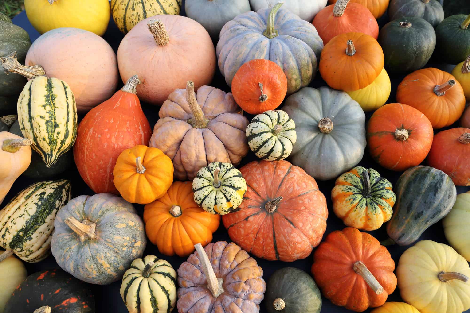 11 Cozy Pumpkin Recipes That’ll Be Your New Fall Favorites